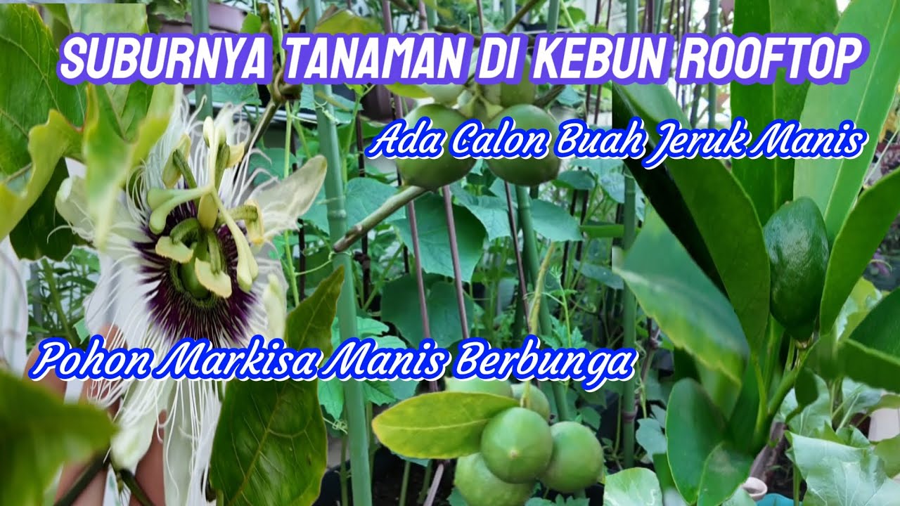 SUBURNYA TANAMAN DI KEBUN ROOFTOP - YouTube