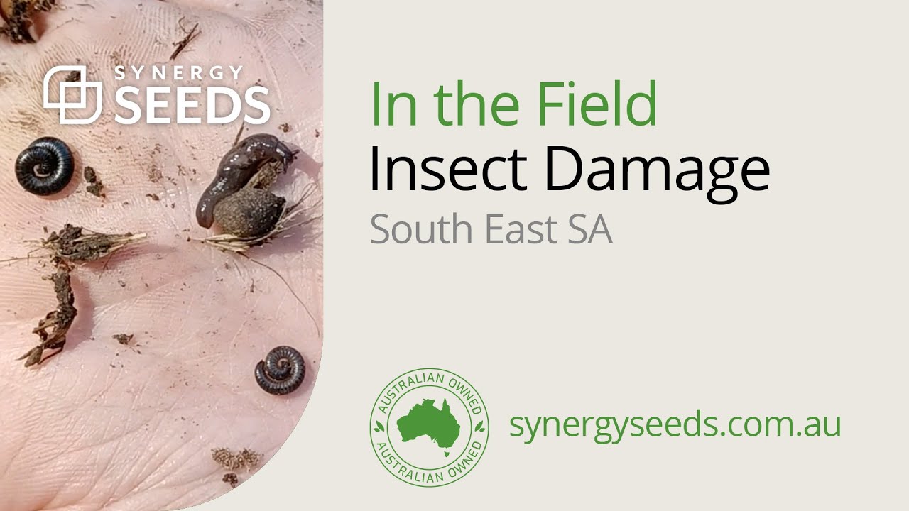 Insect Damage, South East SA - Synergy Seeds Australia - YouTube