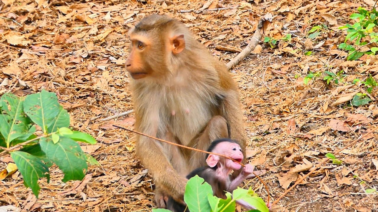 Baby RANO want to enjoy time with sister . - YouTube