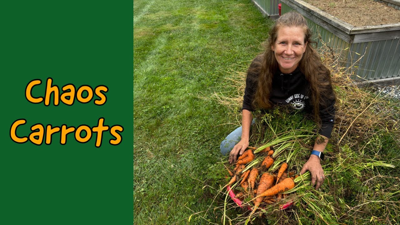 Can you grow Carrots without weeding? See what happened. - YouTube