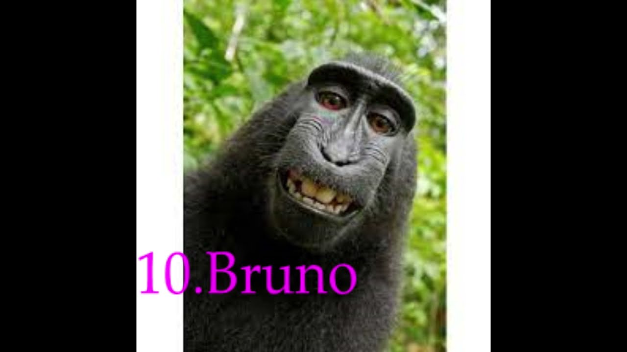 TOP 10 MAMACOS DO MUNDO - YouTube