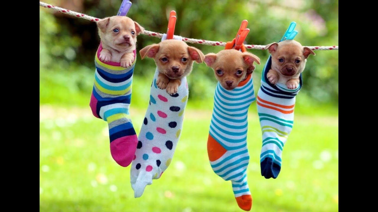 Funny and funny videos about animals. Cute puppies give you a good mood ...