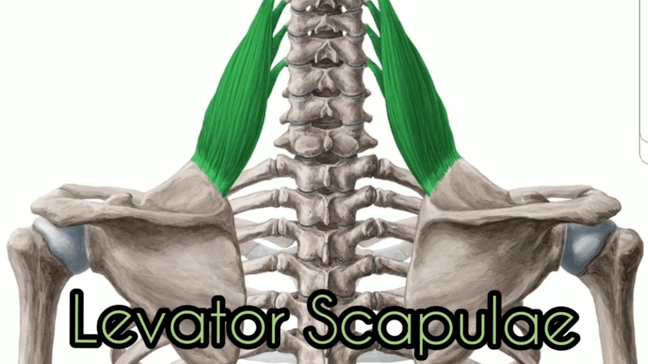 Levator Scapulae - Anatomy Fundamentals - YouTube