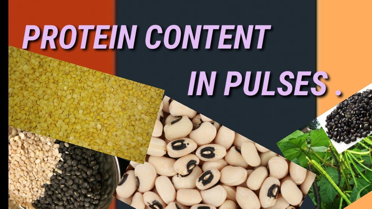 Protein Content in Pulses , with simple explanation. - YouTube