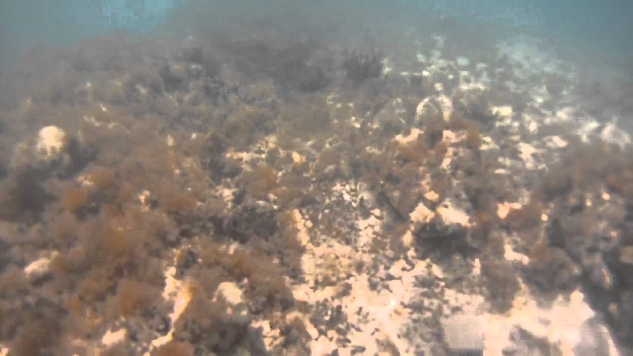 Snorkel Park Bermuda Octopus - YouTube