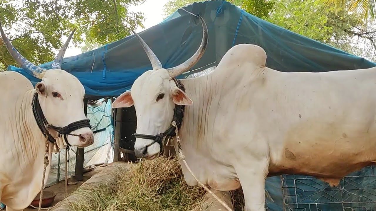 biggest size Kilara Bhaill videos Karnataka // devdurga kilara Oxes ...
