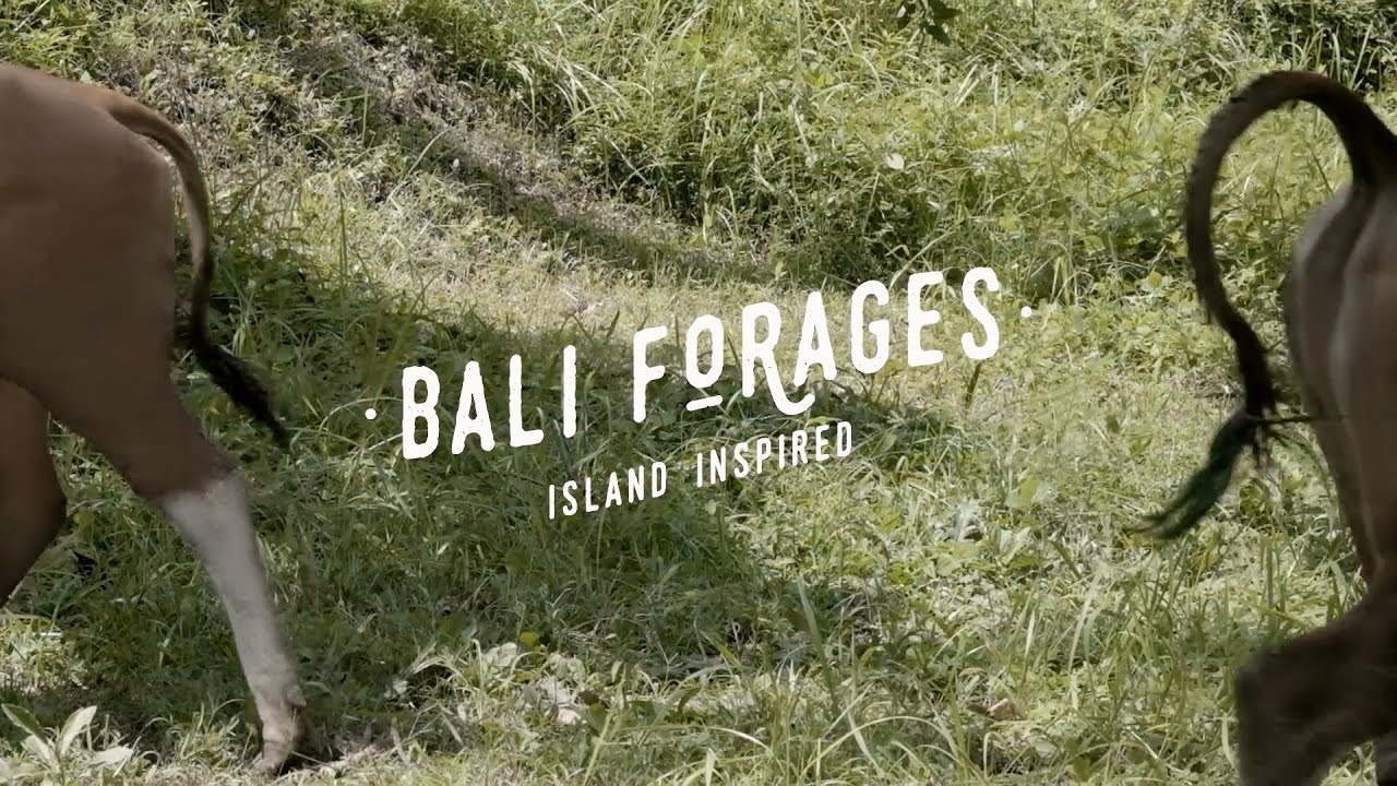 Bali Forages - YouTube