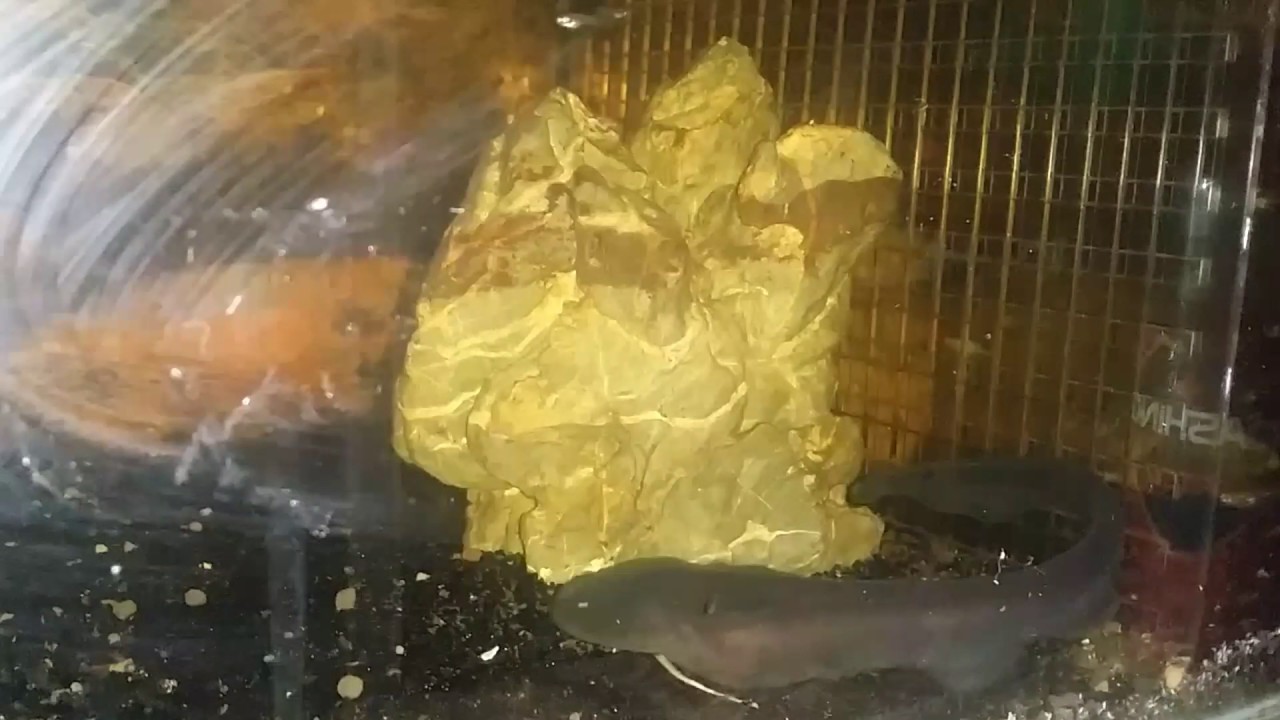 Baby Electric Eel pooping... :D - YouTube