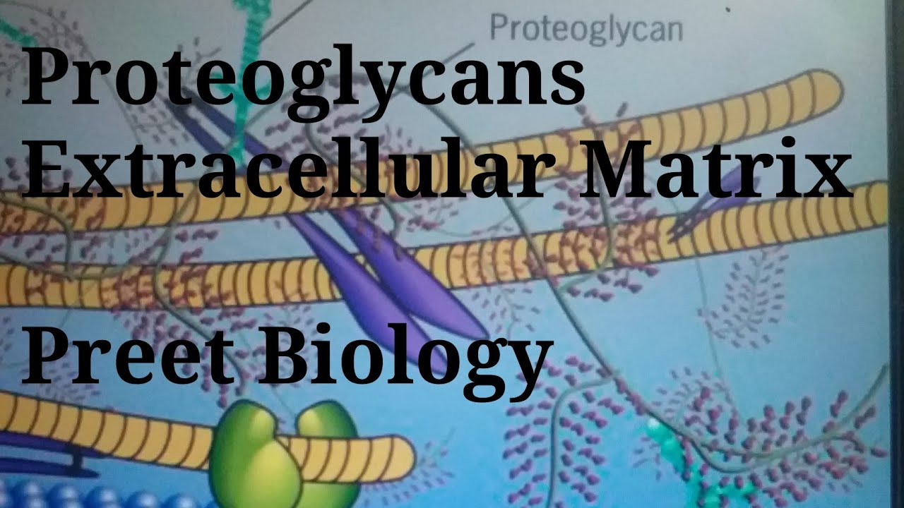 Proteoglycan l Extracellular Matrix l Cell Biology - YouTube