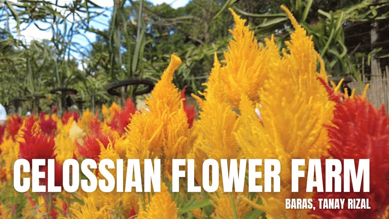 Celossian Flower Farm | Baras, Rizal | Philippines - YouTube