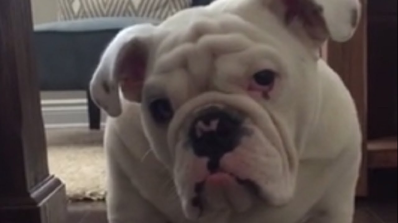 Adorable Bulldog puppy takes on biggest fear - YouTube