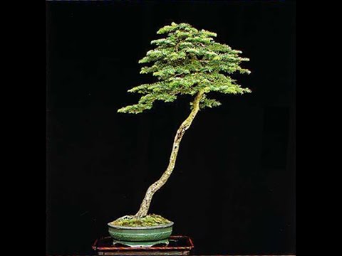 Bunjin Bonsai A Unique Shape - YouTube