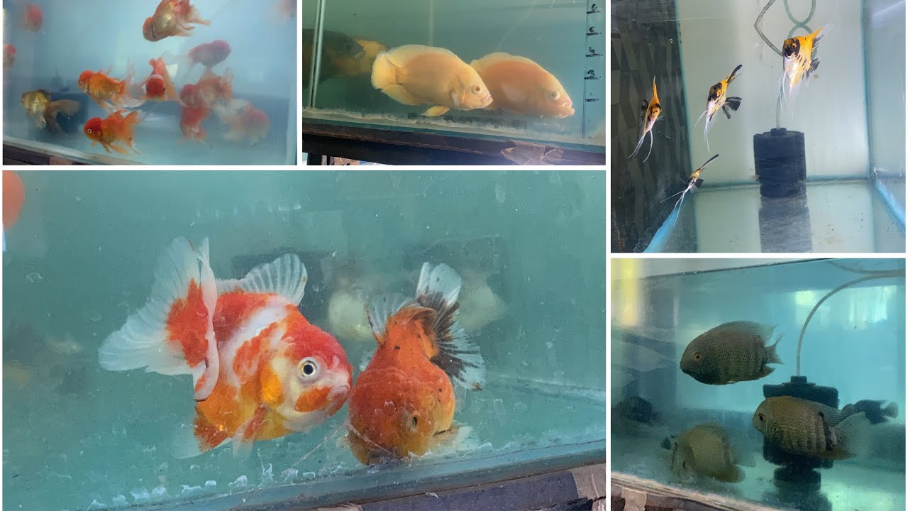 Kokan biggest ornamental fish breeding setup in kolad Hans aquaculture ...