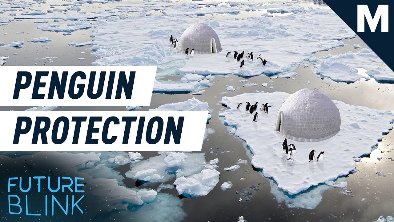 Penguins Could Be Protected By These High Tech Igloo Systems | Future ...