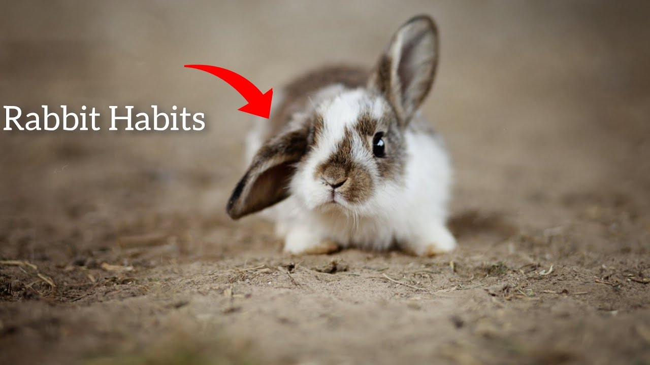 10 Best Habits for a Happy and Healthy Rabbit! 🐰 #RabbitCare #PetTips ...