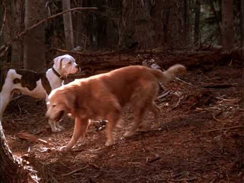 Homeward Bound: The Incredible Journey (1993)- In the wild - YouTube