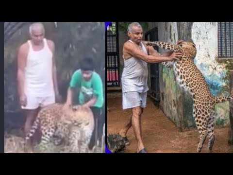 India's biggest social worker Prakash Amte and grandson Leopard were seen playing