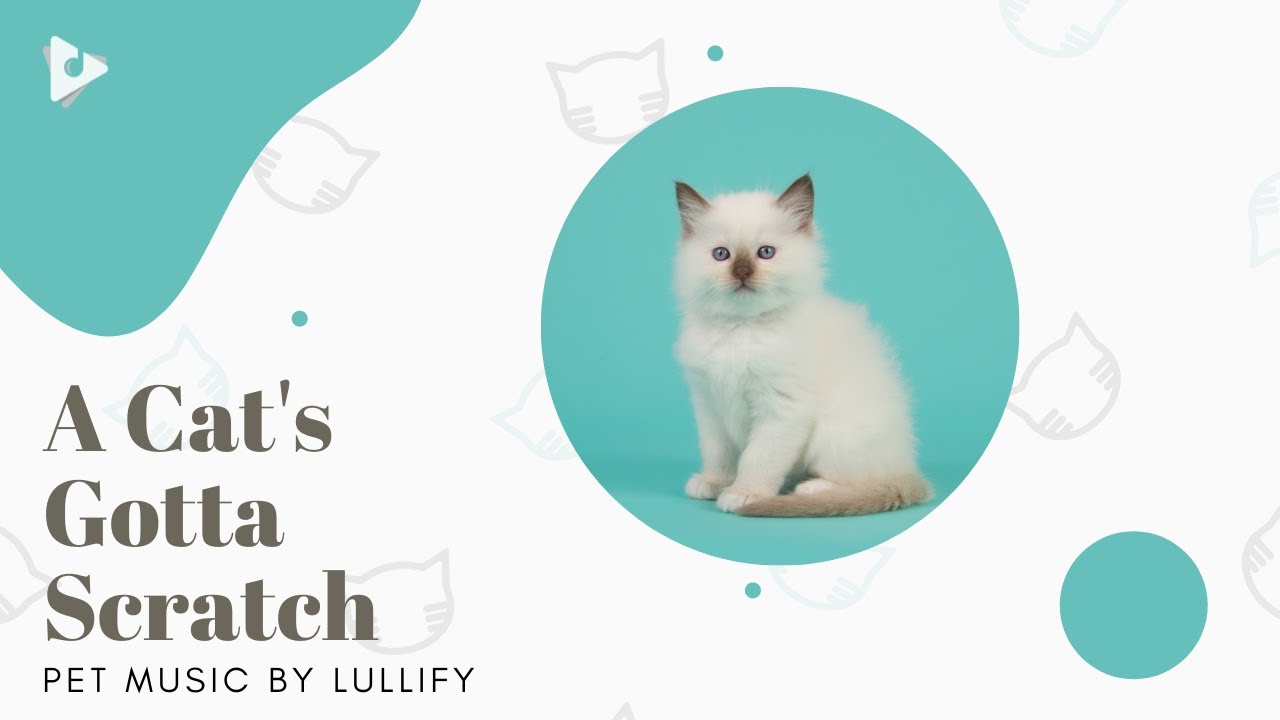 A Cat's Gotta Scratch - 1 Hour of Peace for Felines | Pet Music by ...