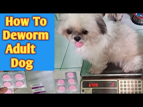 PAANO MAG DEWORM NG ASO / HOW TO DEWORM ADULT DOG - YouTube