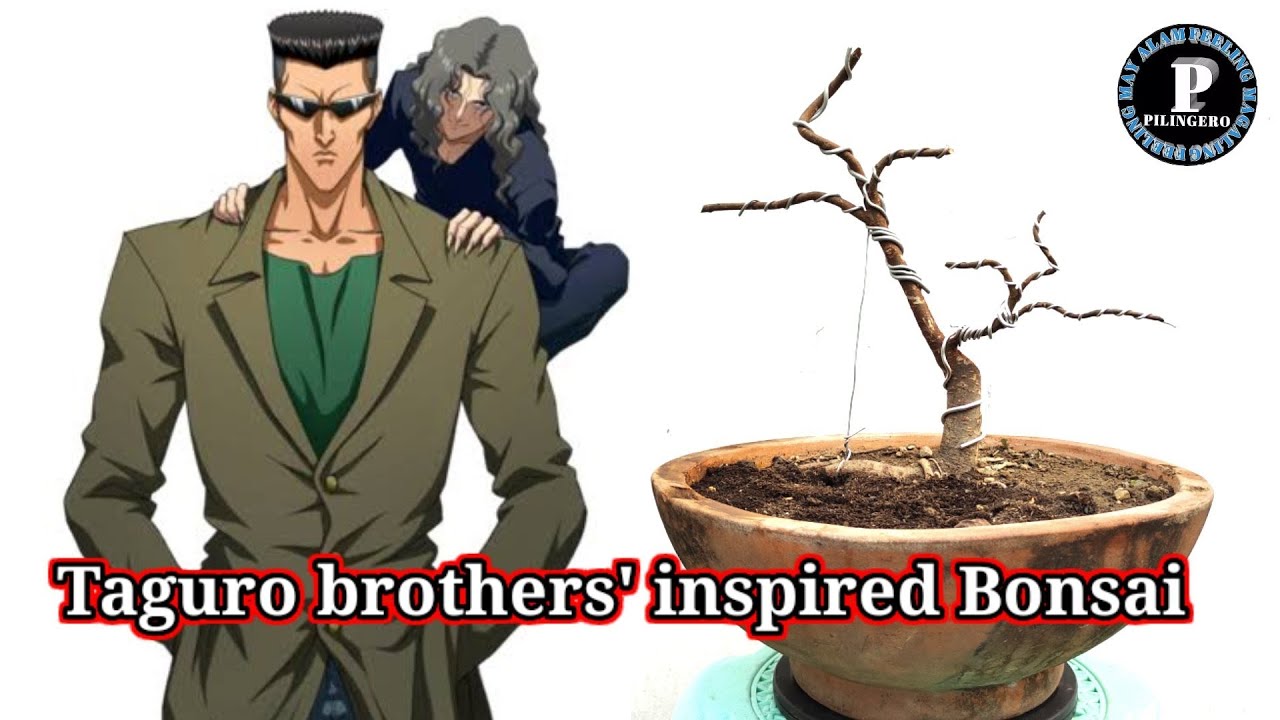 COMING SOON! TAGURO BROTHER INSPIRED BONSAI 😁😅 - YouTube