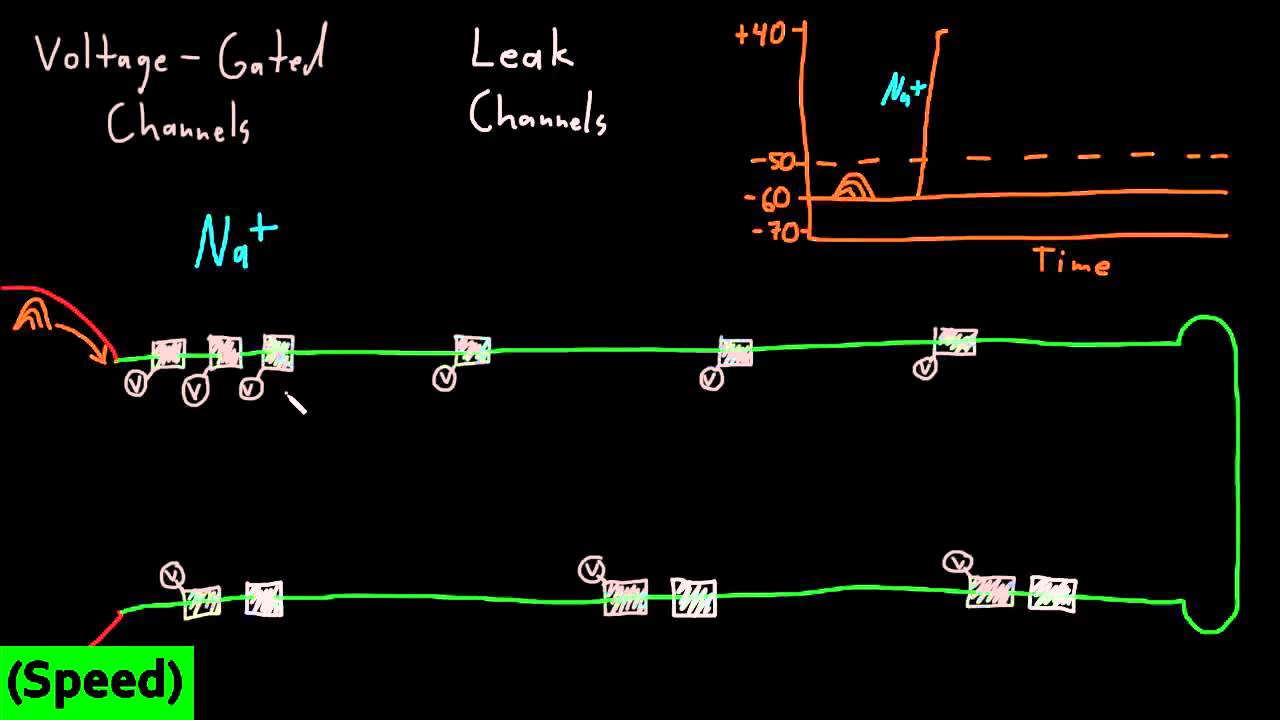 [SPEED] Neuron Action Potential Mechanism - YouTube
