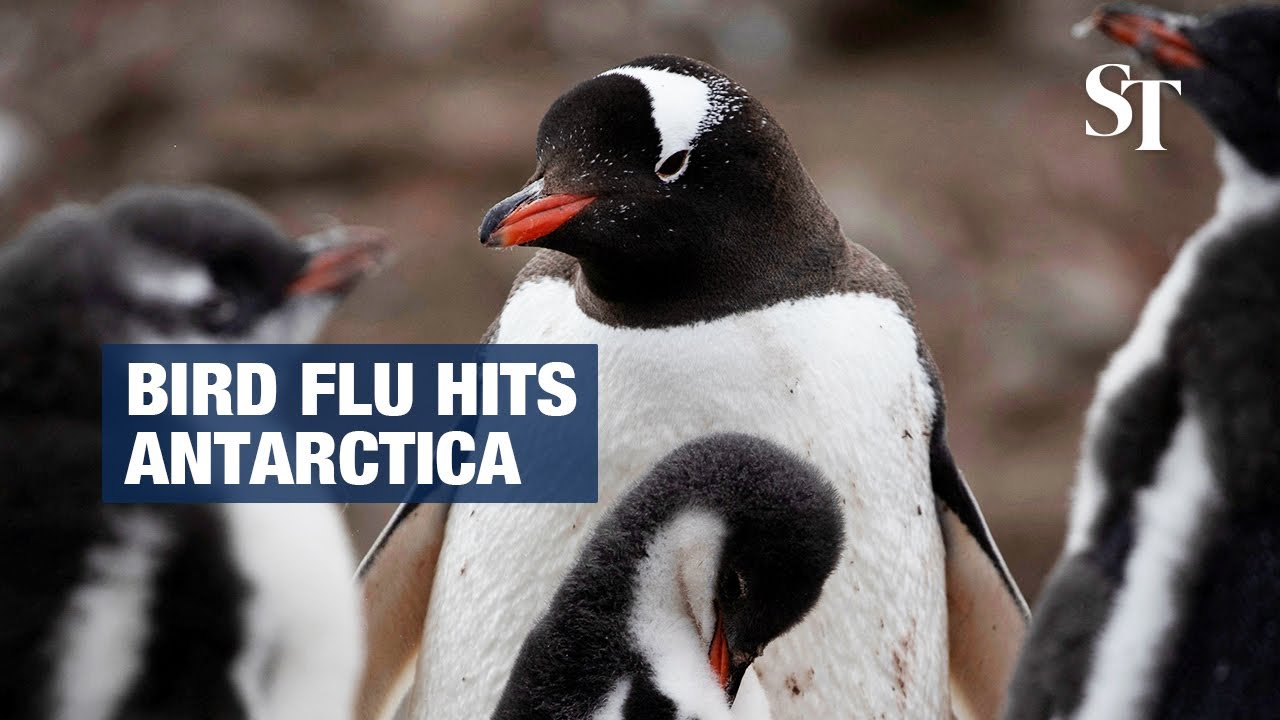 Bird flu hits mainland Antarctica for first time, scientists say - YouTube