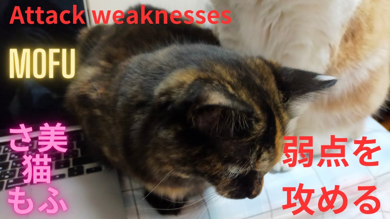 弱点を攻めるサビ子猫 保護猫もふ。Attack Weaknesses - YouTube