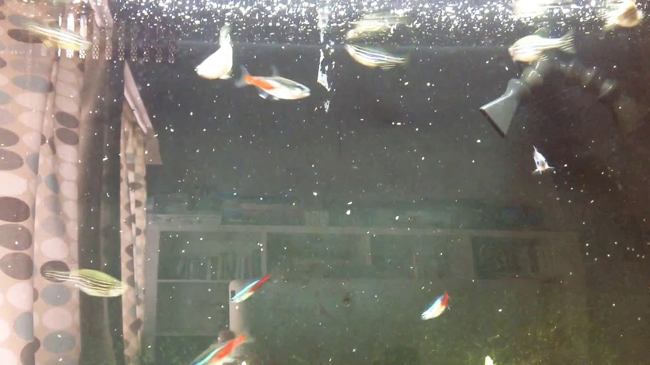 Giddy fish - YouTube