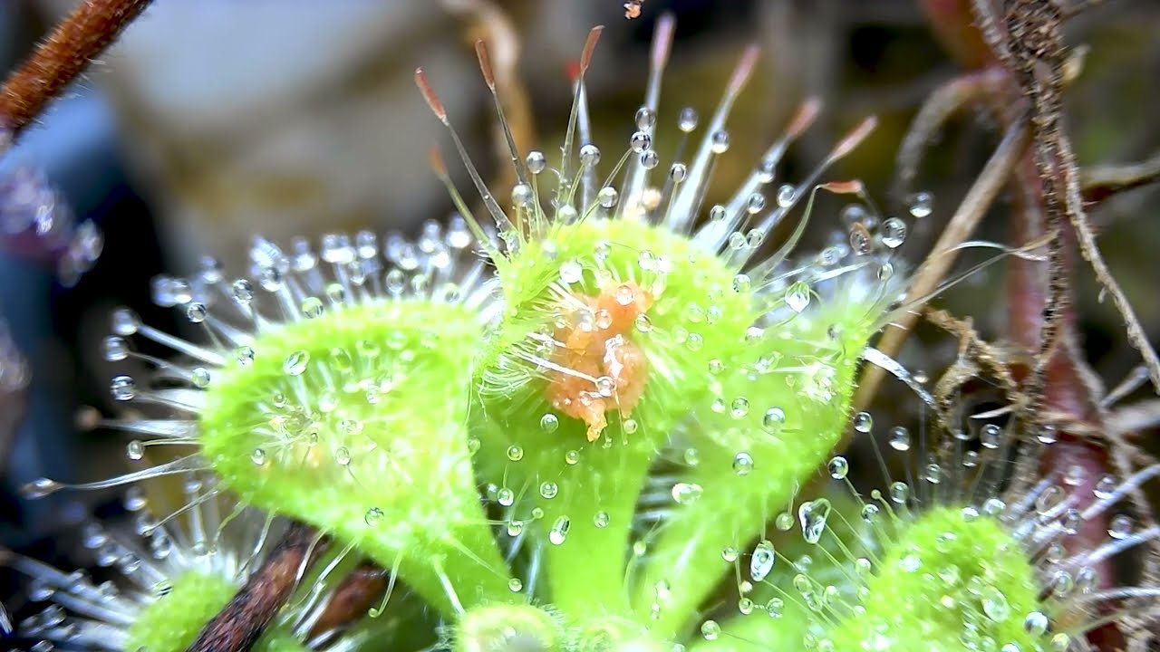 Feeding a sundew carnivorous plant! Timelapse ep11: Drosera burmannii ...