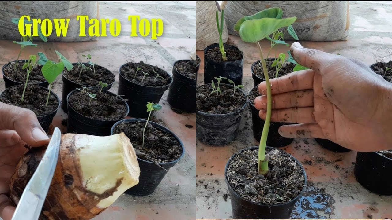 How To Grow Big Taro From Taro Top (100% work) ការដាំត្រាវនៅក្នុងផើង ...