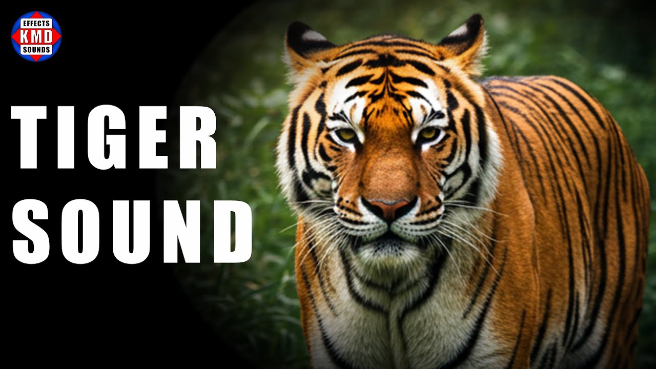 TIGER SOUND - WILD ANIMAL SOUNDS - The Best Sound Effects - YouTube