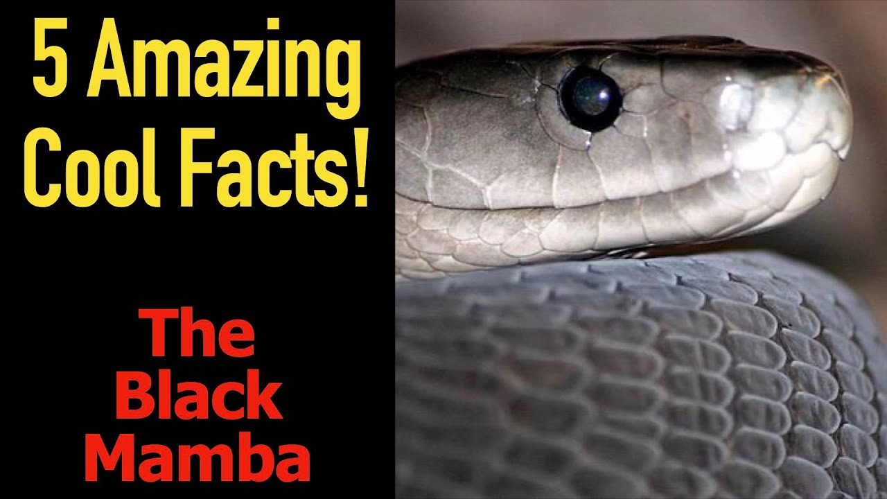 5 Fascinating Facts About The Black Mamba - YouTube