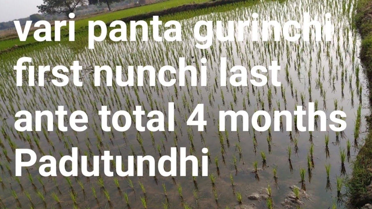 vari panta sagu in telugu by vittal nayak vlogs vs - YouTube