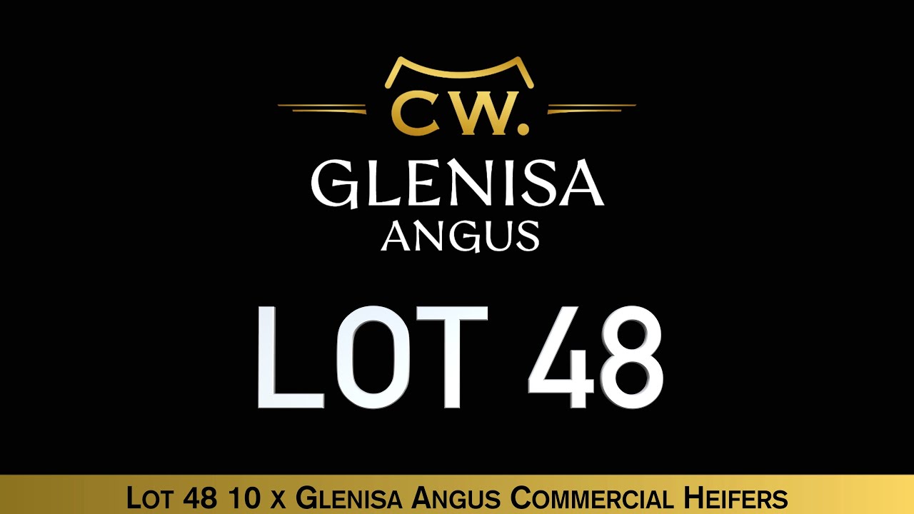 Lot 48 10 x Glenisa Angus Commercial Heifers - YouTube