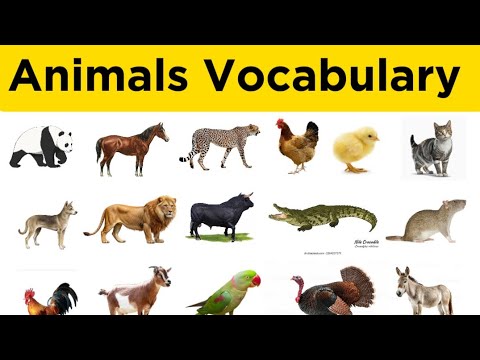 Animals Vocabulary (Part 10) Easy English Learning, - YouTube