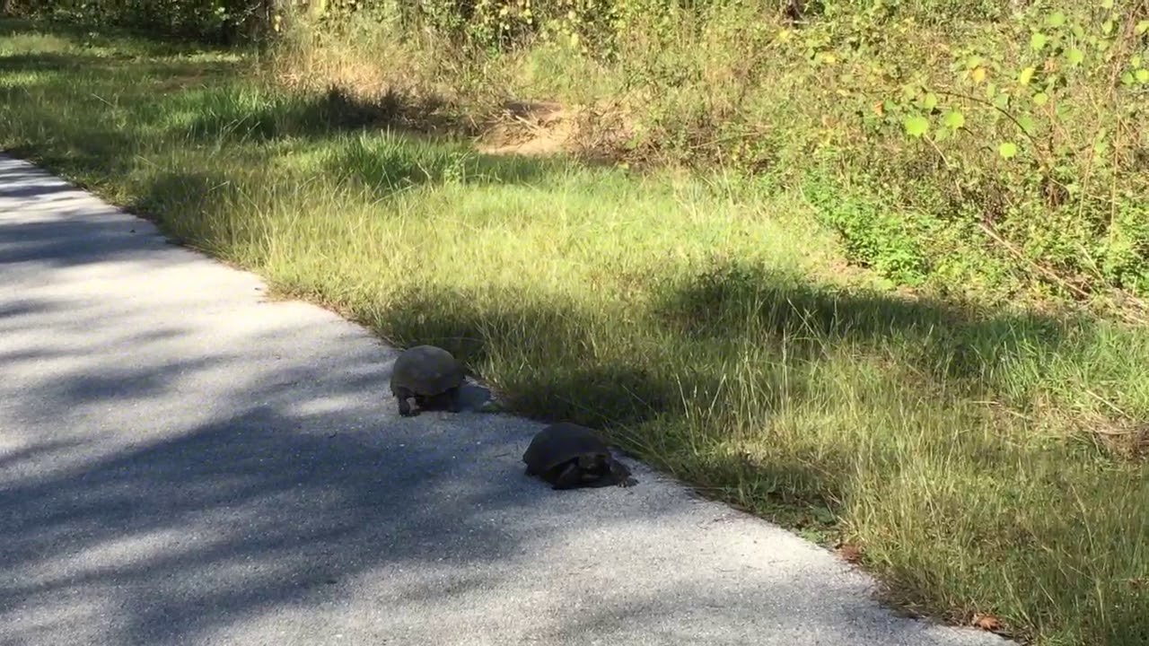 Tortoise Chasing to a halt - YouTube