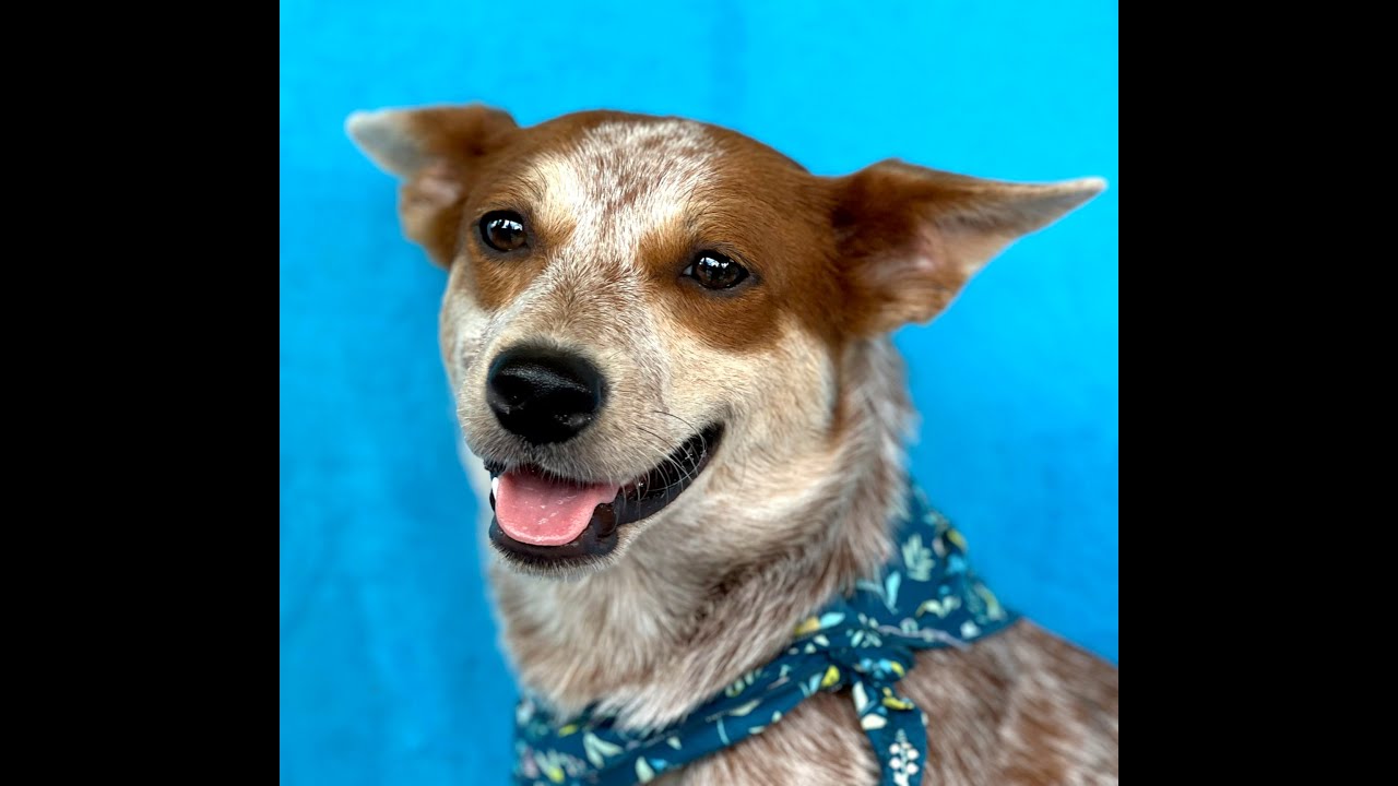 Angie Adoption Movie TracysPawsRescue Saving dogs in south Texas and ...