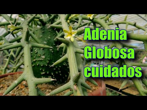 Adenia Globosa Pflege