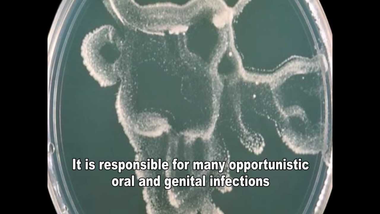 Candidiasis and Candida Albicans - YouTube