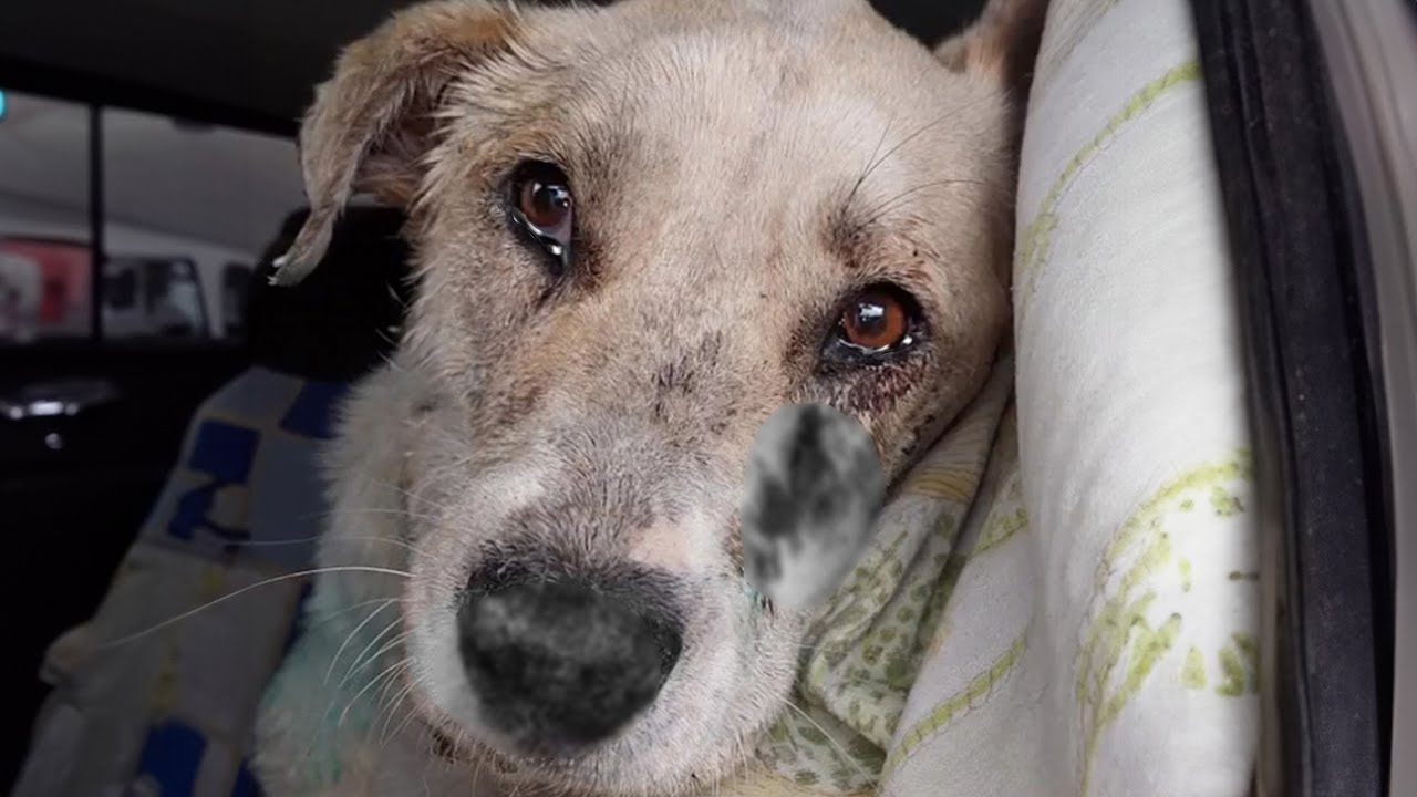 The loyal dog cried when he left his owner even though he was given a ...