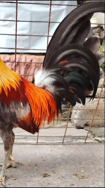 natawa ako pula matingkad daw to 😂#chicken #rooster #ayam - YouTube