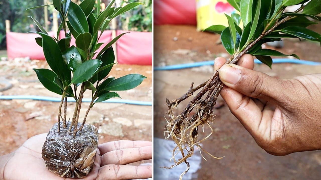 Rooting Ficus Potted Plant Cuttings | Inspiration Today - YouTube