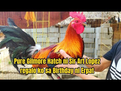 Pure Gilmore Hatch ni Sir Art Lopez ,Regalo ko sa Bday ng aking Tatay ...
