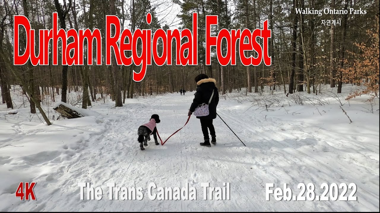 [4K] Durham Regional Forest, #1, [2022.02.28] - YouTube