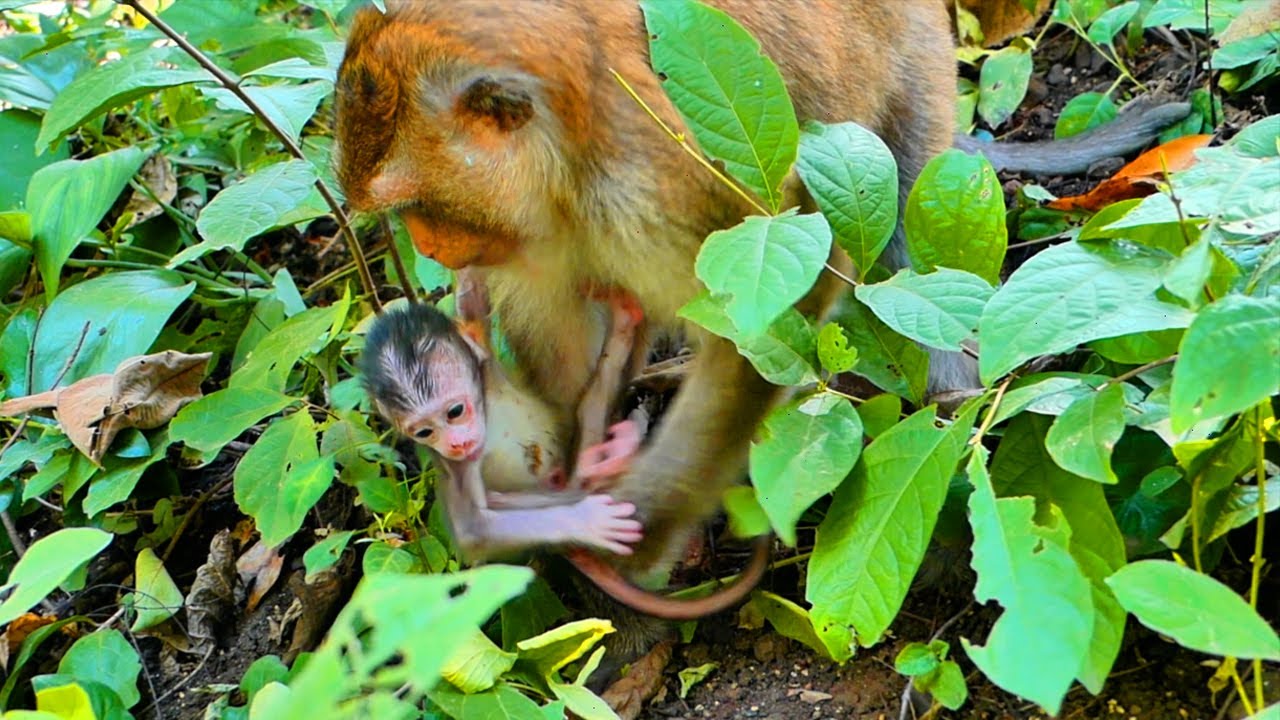 Really Sad ! Baby tiny JESSY almost falling down from mom - when mom ...
