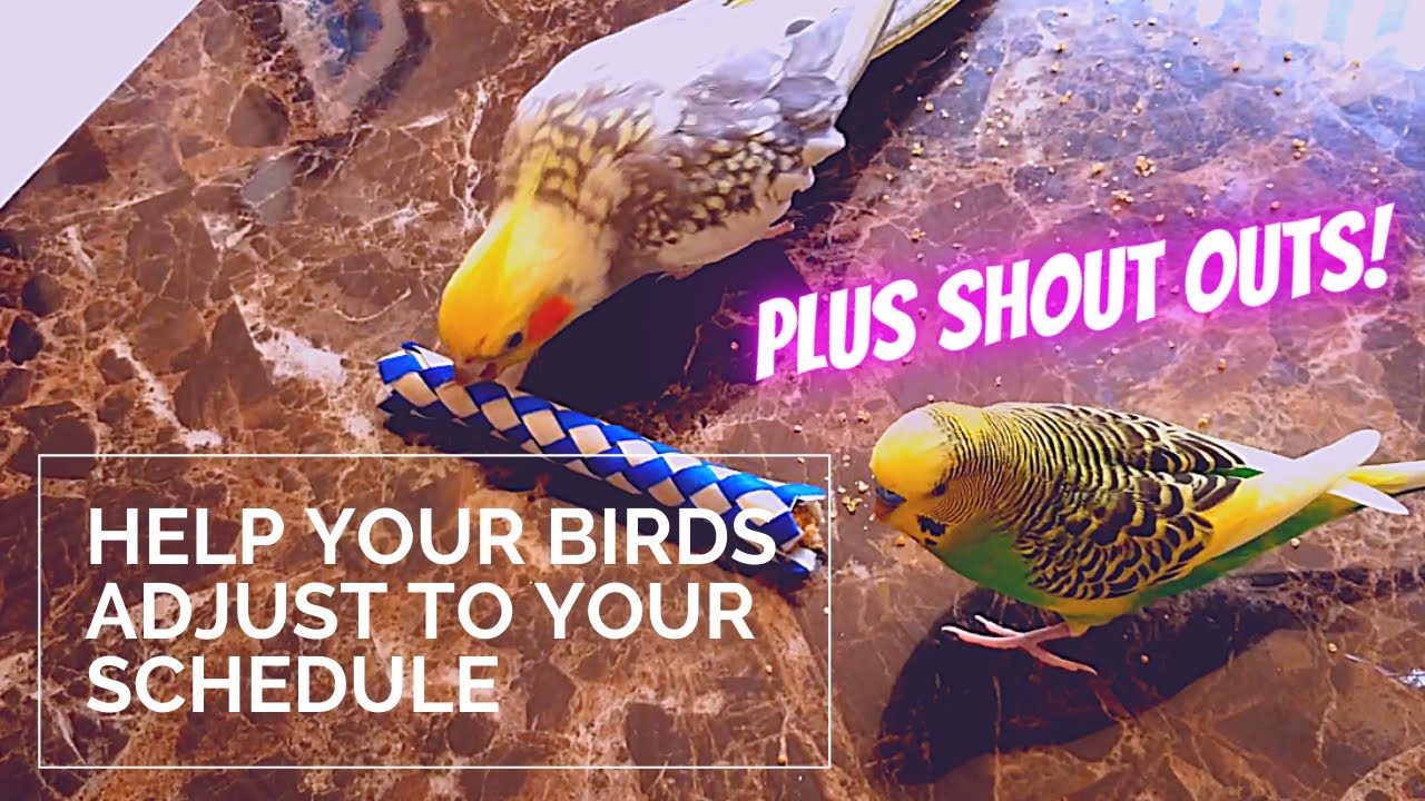 BACK TO SCHOOL - HELP YOUR BIRDS ADJUST + SHOUT OUTS! - YouTube