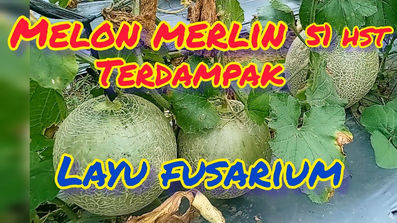 melon merlin 51 hst.terdampak layu fusarium - YouTube