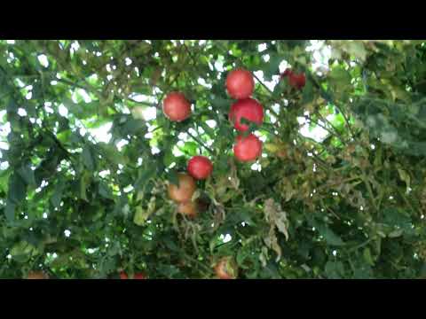 Puno ng Kamatis - YouTube