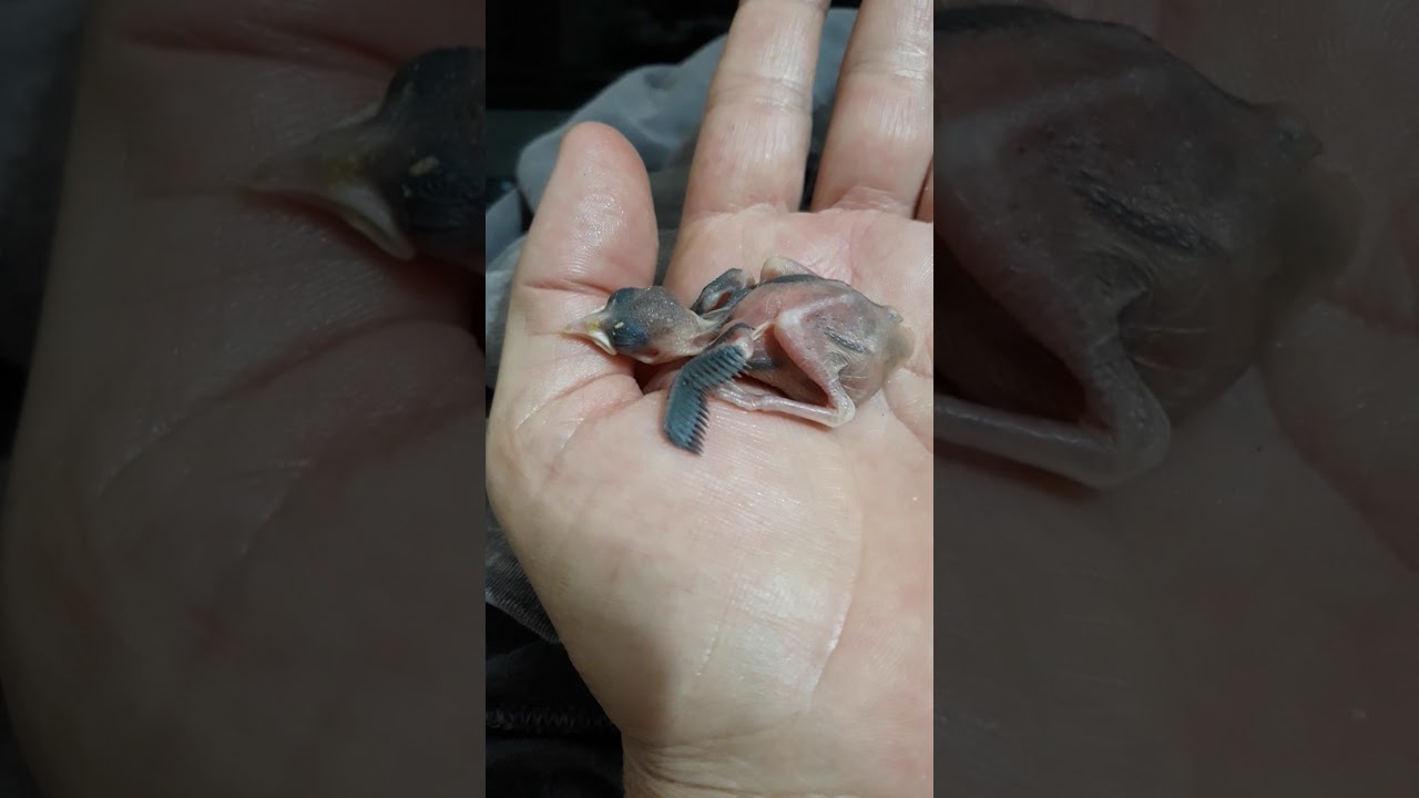 Filhote de sibite - YouTube