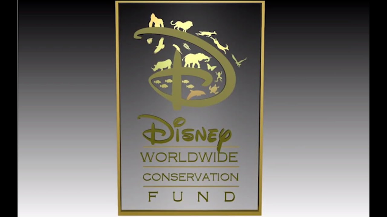 Cold Sea Turtles Receive Care from Disney Animal Programs Cast Members ...